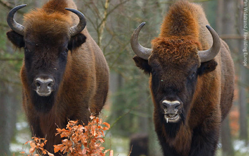 Ce se va întâmpla cu zimbrii de la Armeniș, din Banat, după ce trei ...