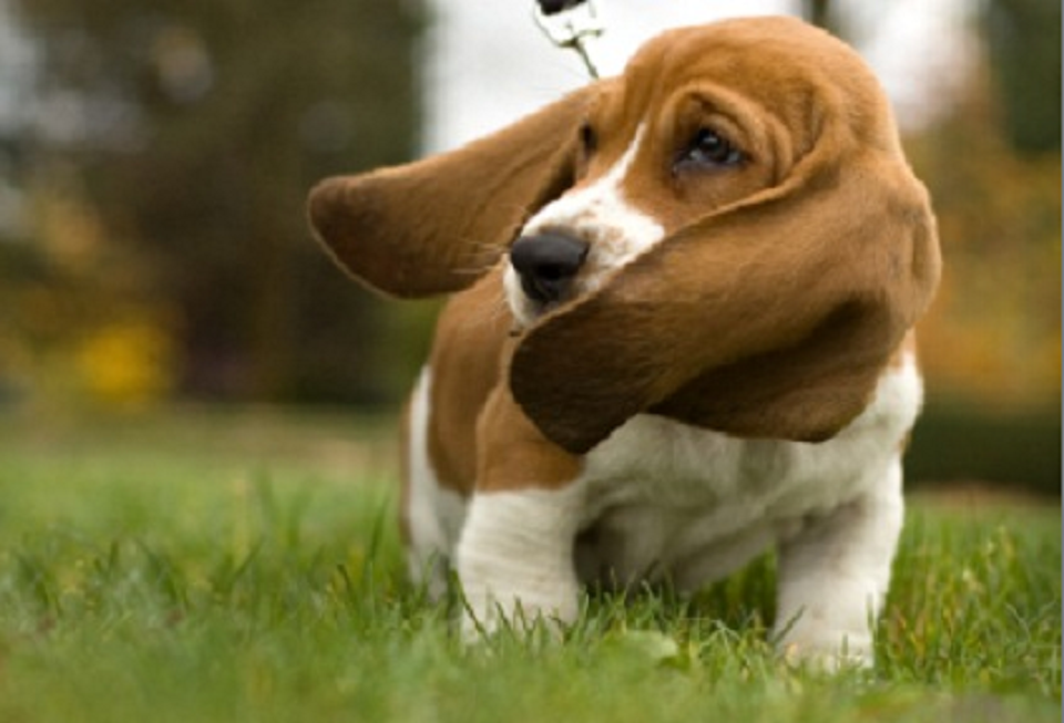 Cei mai frumoși câini, în expoziție la Timișoara | Stiri non-stop ...