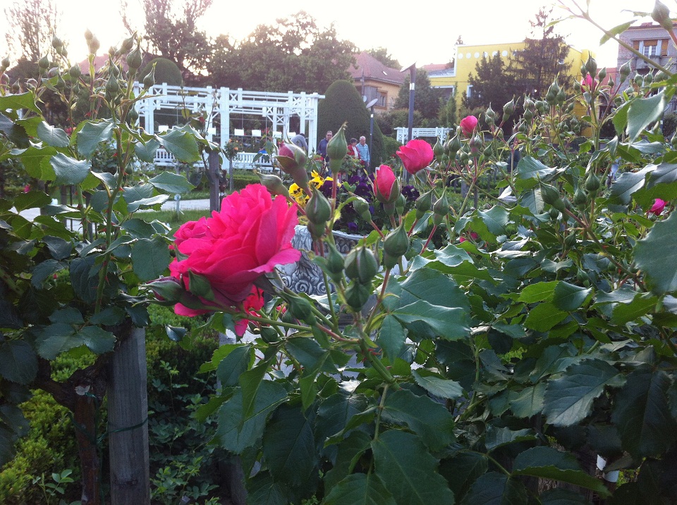 Parcul Rozelor din Timișoara, paradisul trandafirilor, la sfârșit de ...